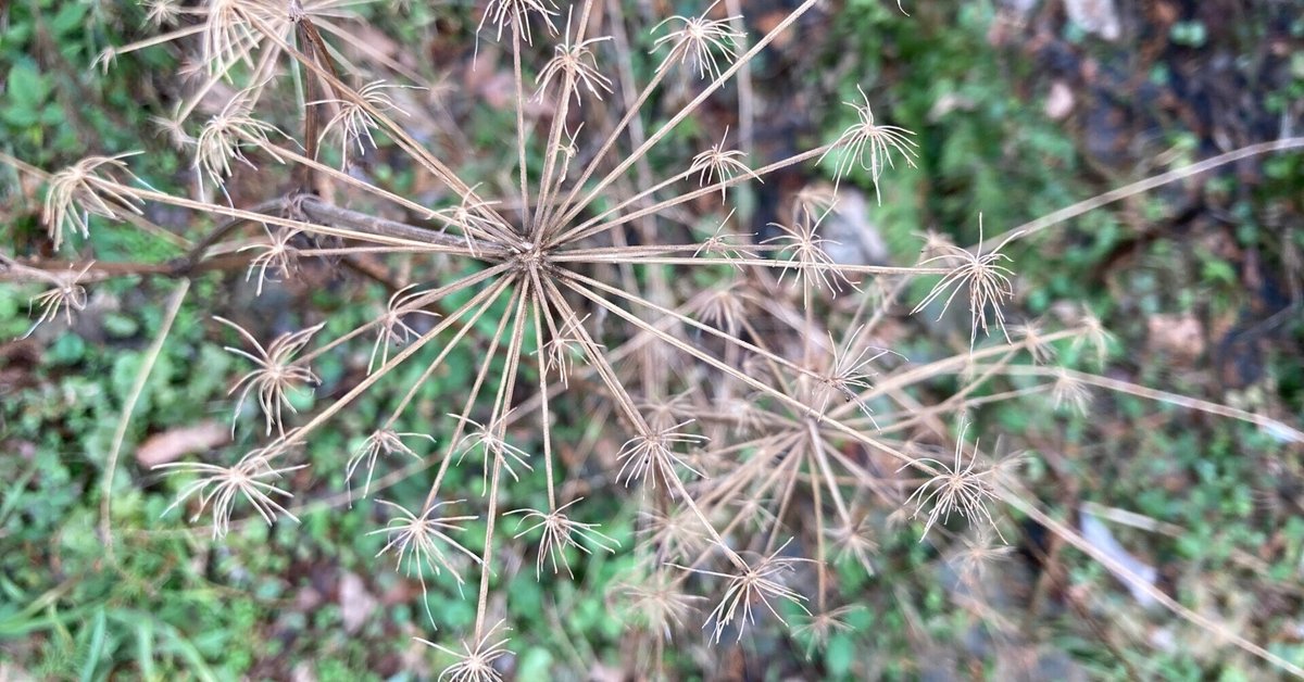 20250128-2｜sorairo