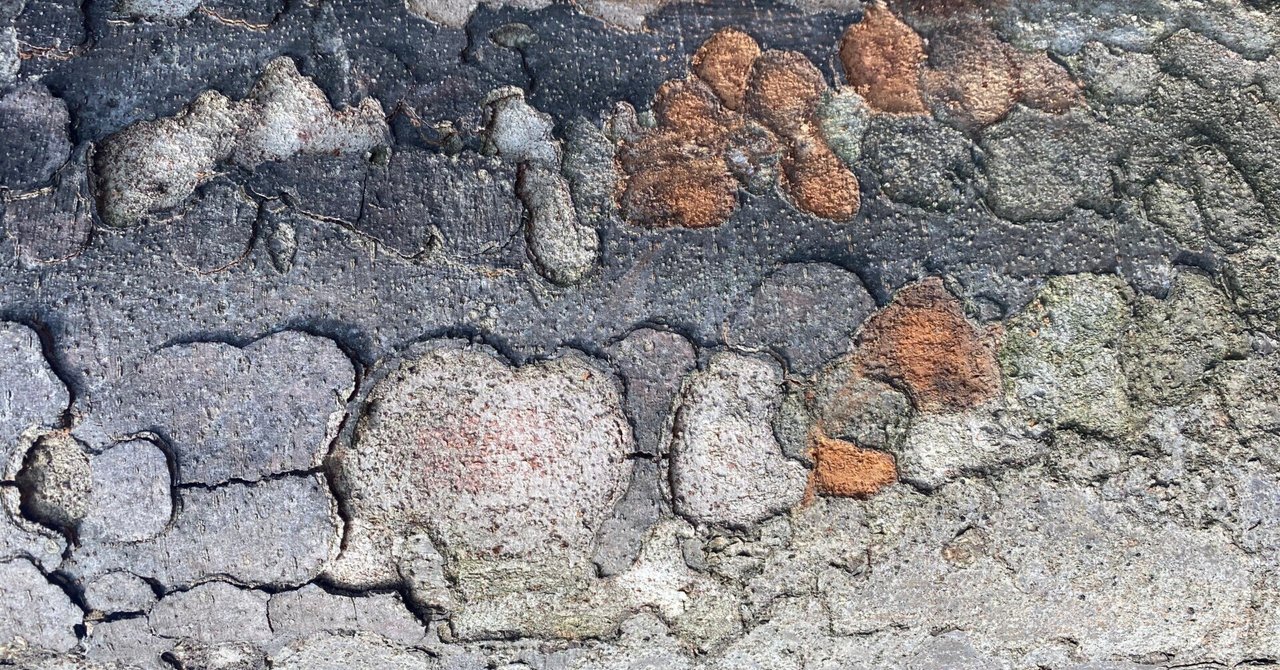 ごつごつゴツゴツ｜尾伊±想【Oishi So】