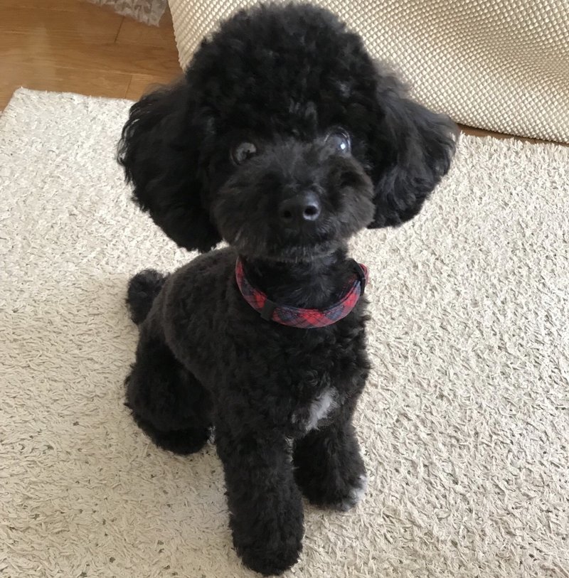 椎名林檎「透明人間」｜lifework｜note