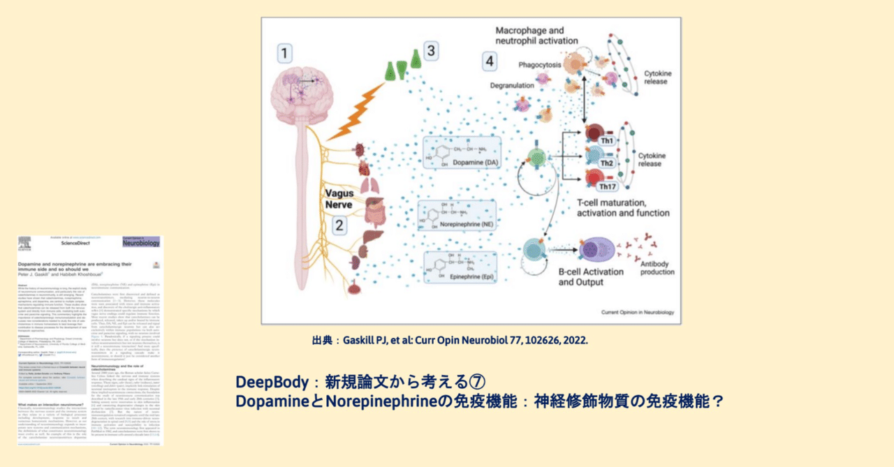 DeepBody：新規論文から考える⑦DopamineとNorepinephrineの免疫機能：神経修飾物質の免疫機能？｜貫和敏博 ...