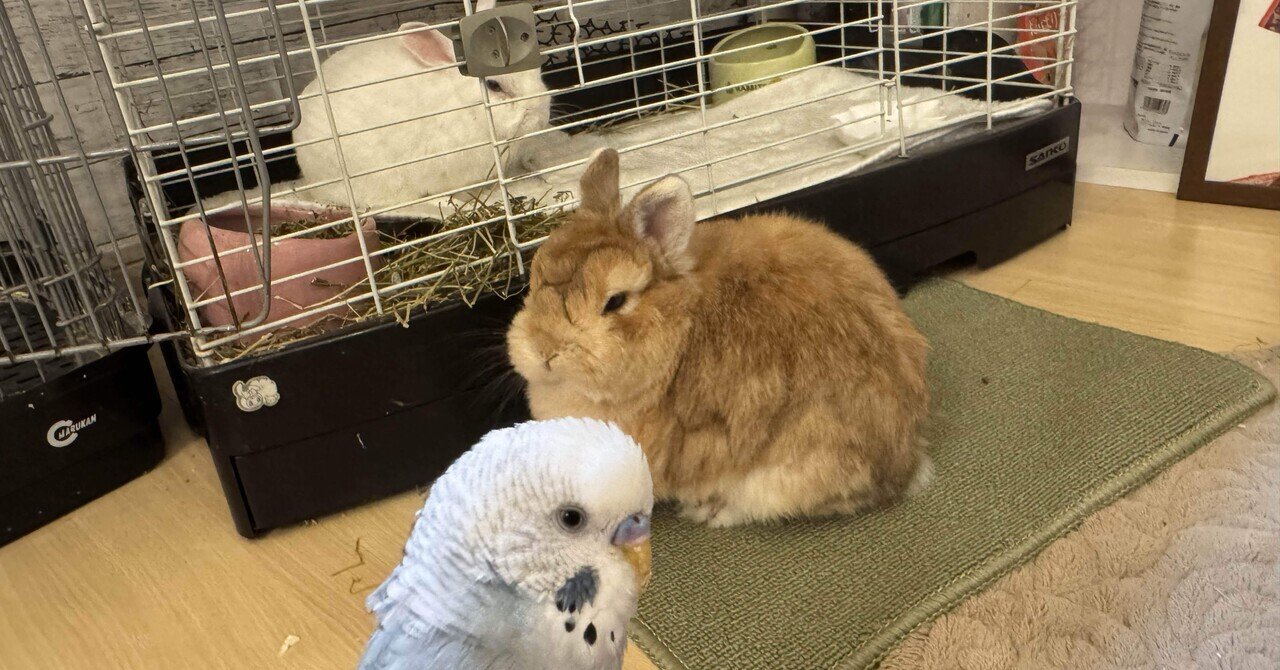 noteなるものを始めてみた〜初投稿〜｜Rira Dancer