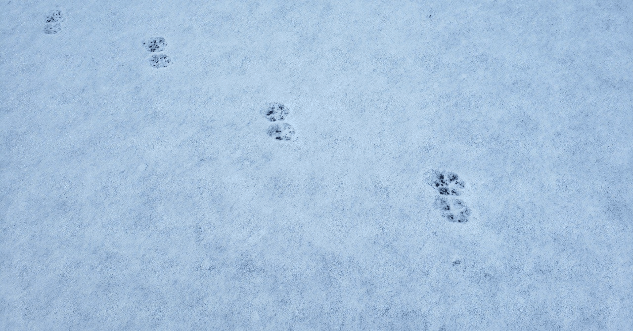 うつくしい季語 1月25日 雪｜ishi