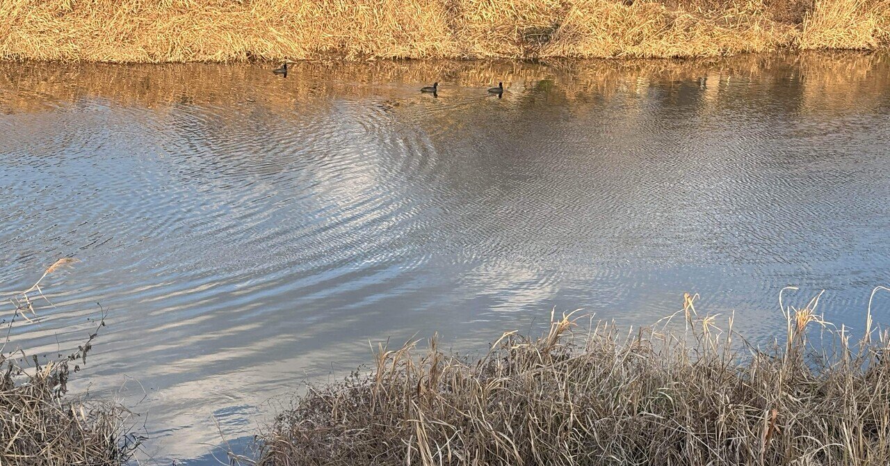 悟りの前、悟りの後｜Reiko Kim