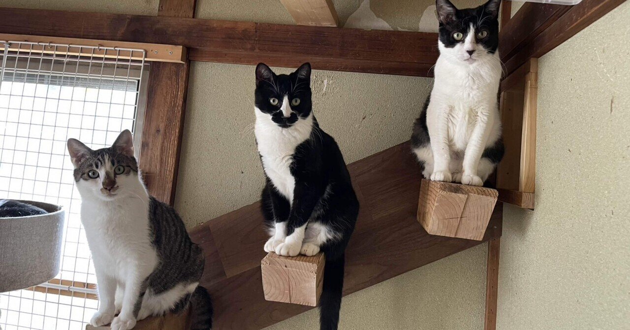 こころ星 初めてのnote｜NPO法人こころ星