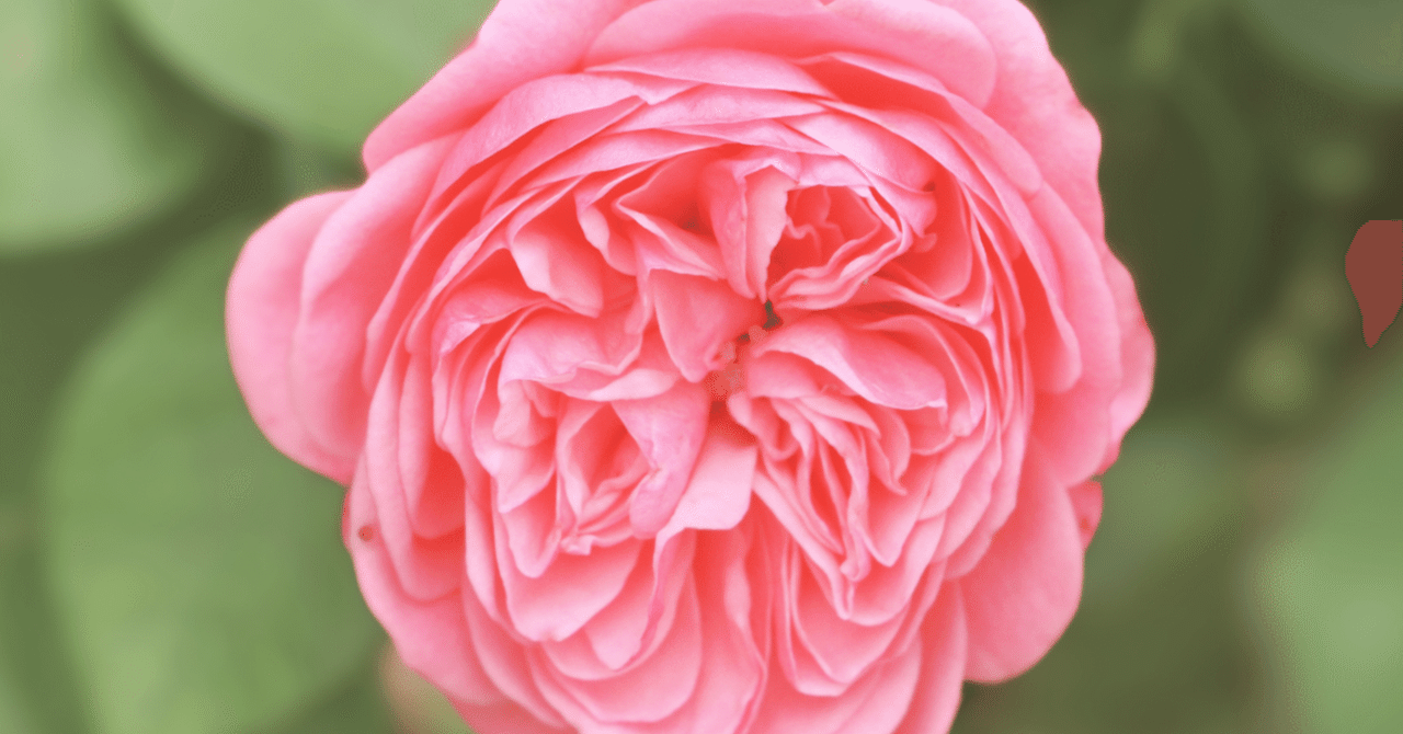 ルナとレン レンさまのプロポーズ、One life 20220829｜星生みベル