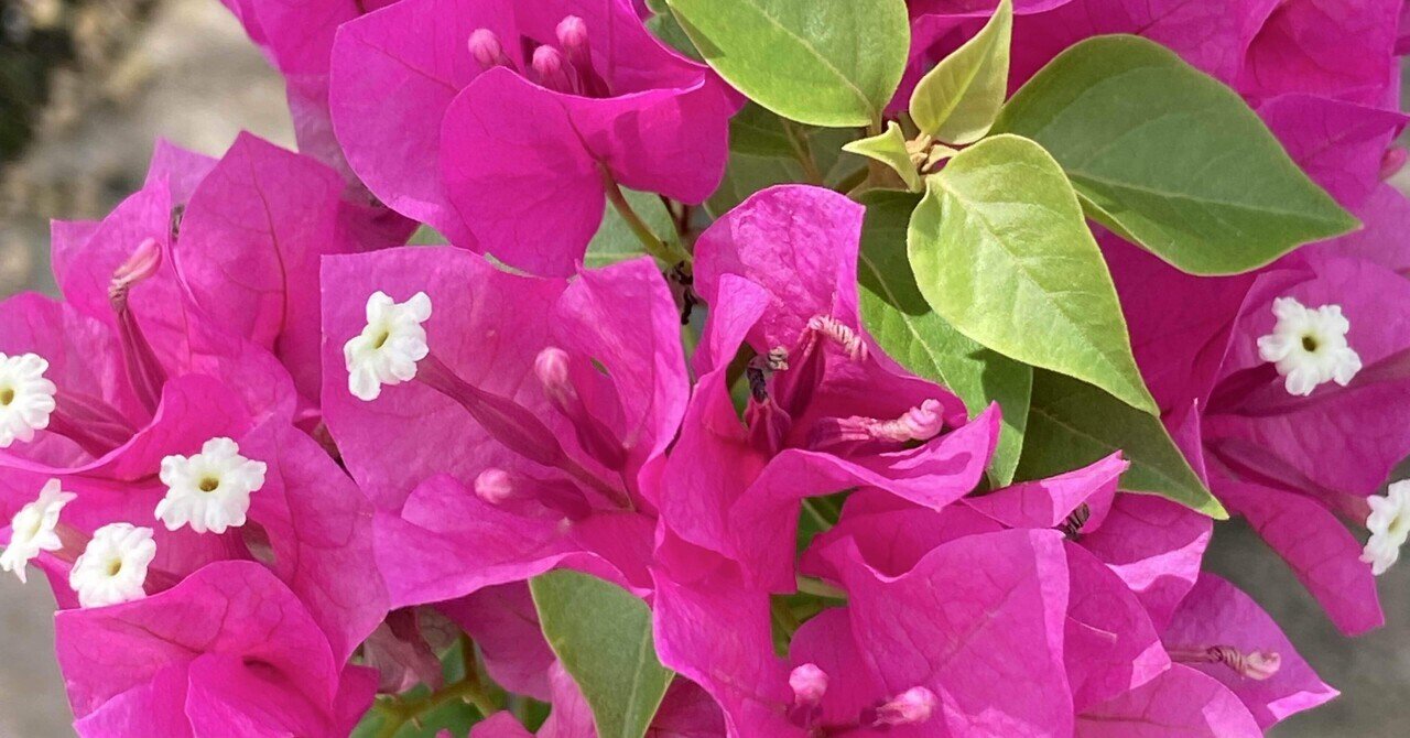 『凛としてみる』歩く・・・ note始めました〜1/30｜Roko