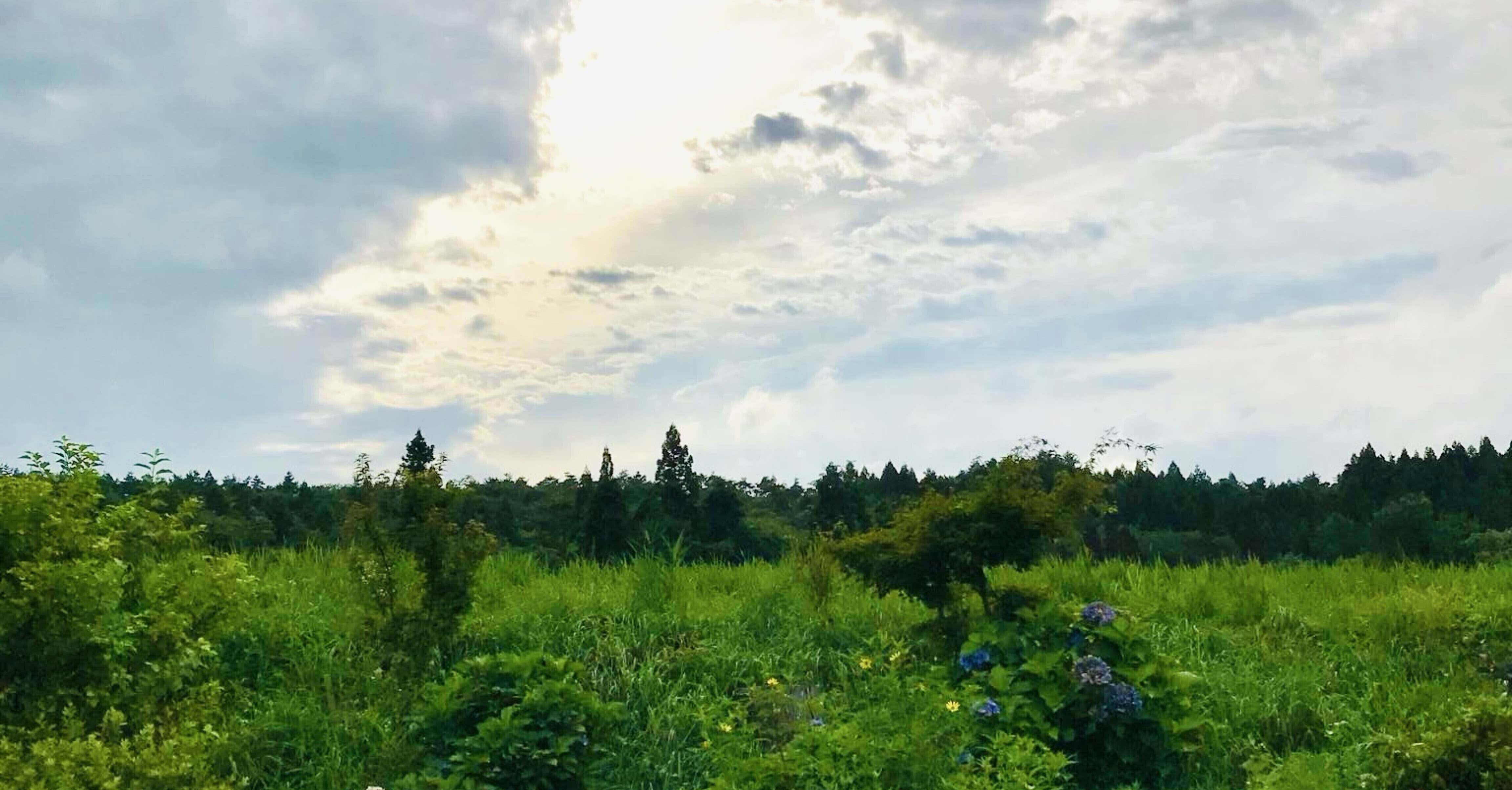 AMY'S ORACLE CHANNEL｜note