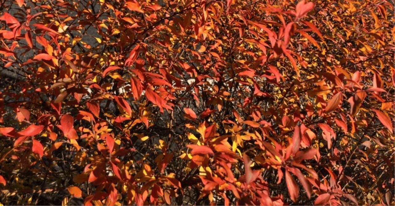 デジタルマーケティング2025：成功するための戦略と実行の鍵｜【 School 】 SNS Meister Program