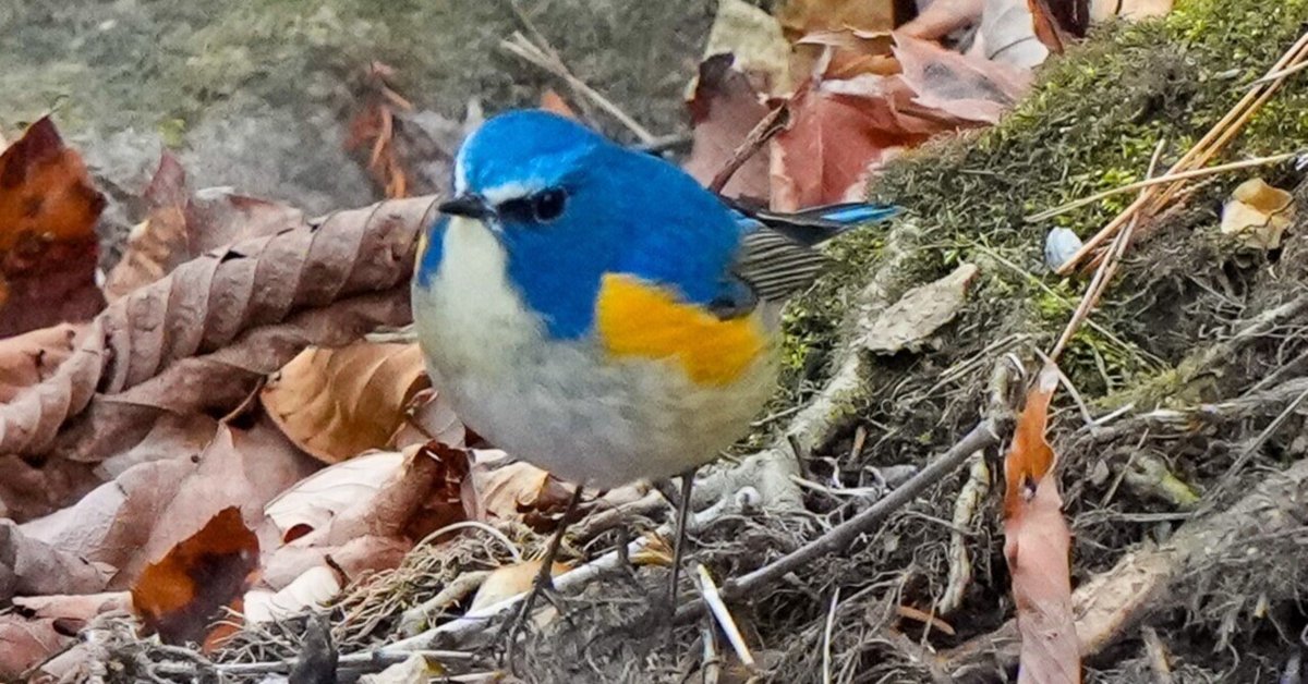 【野鳥】2月1日探鳥 2025-3｜Chacoder