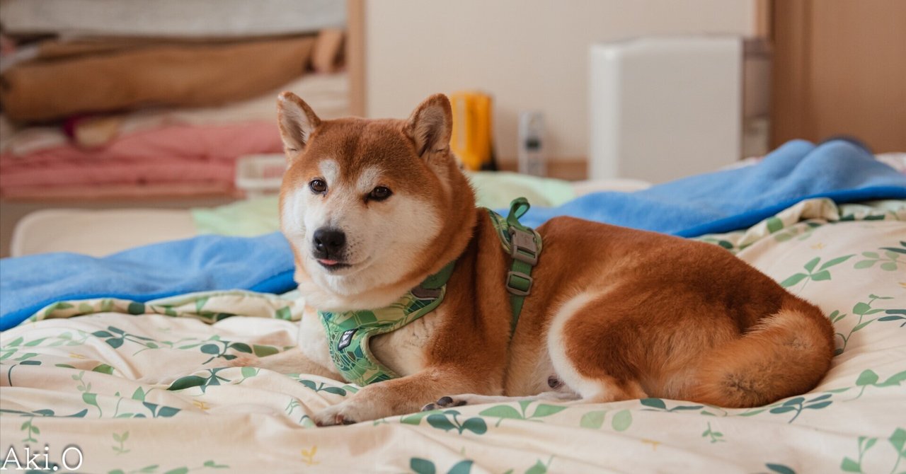 はじめまして！｜Akihiko Oosugi