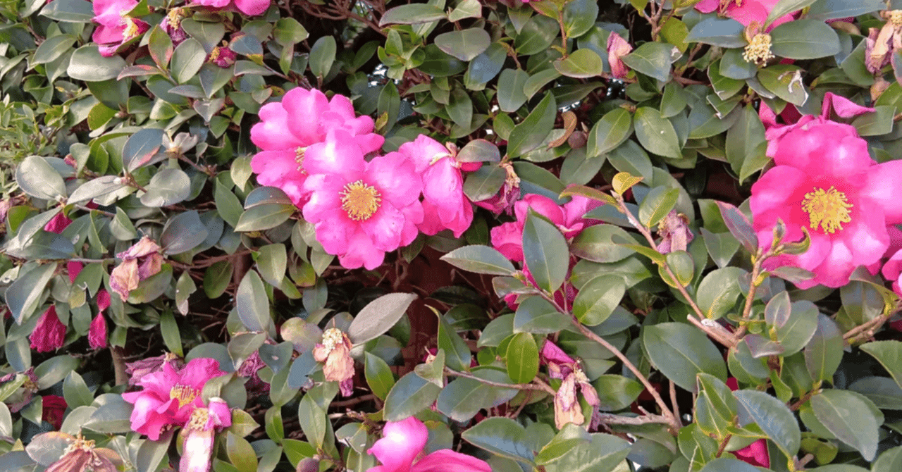 ubutu 24.04でsakura editor 動かしたい｜blue06_2022