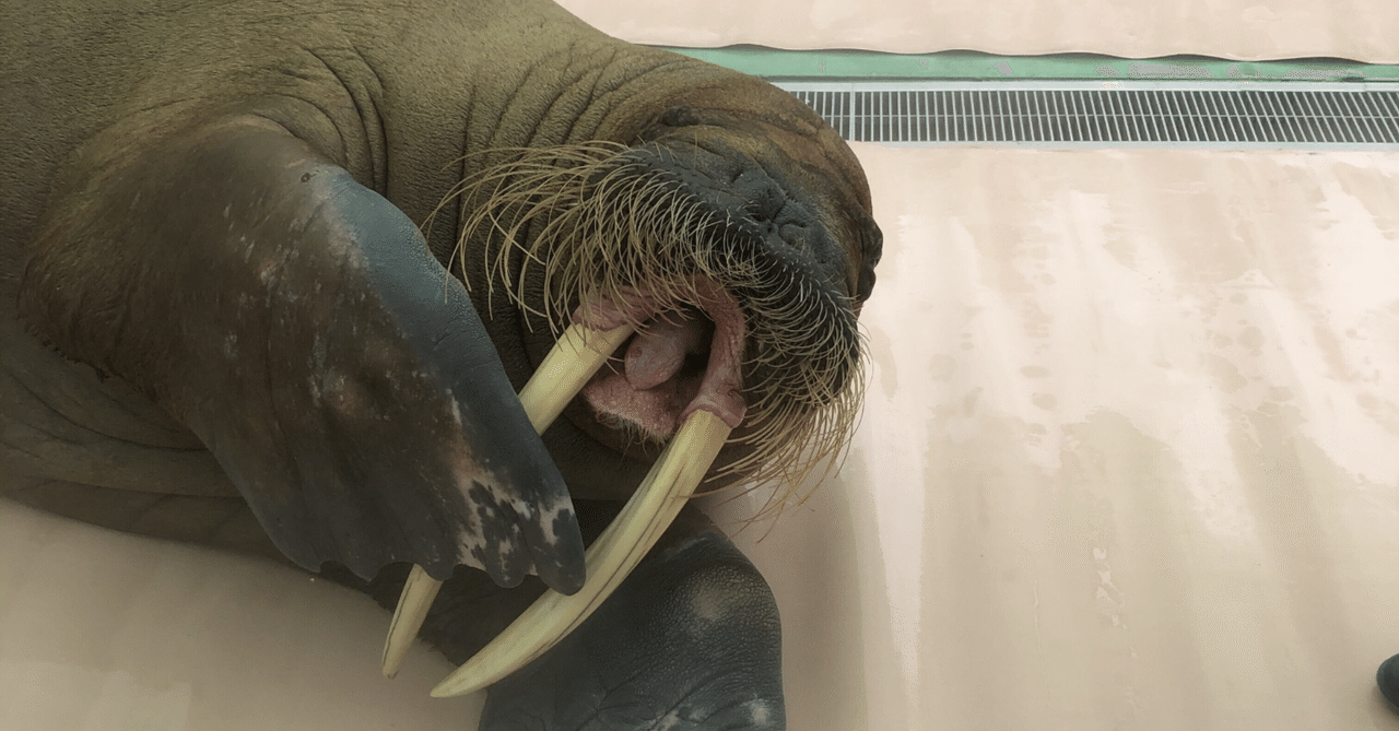 【note予定】不定期更新に変更します｜猪原敬介 / Keisuke Inohara