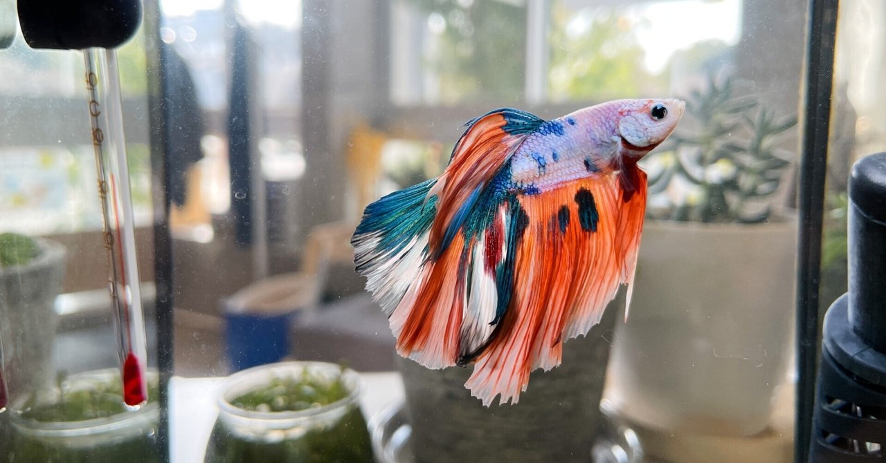 あなたの適度な緊張感はなんだろう。フレアリング効果をマネしてみる？！12_January｜PILE -A collaborative studio- 企画_月曜日のNewなワタシ