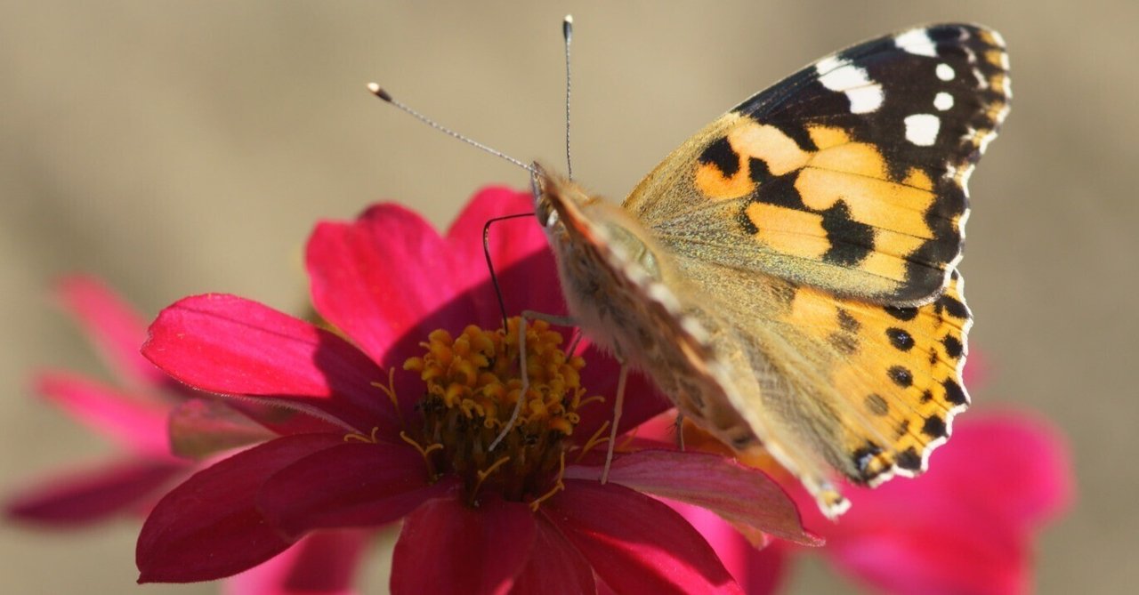 教師時代の特別支援教育とカウンセリング論 (不登校について)⑥｜Yukihiro S
