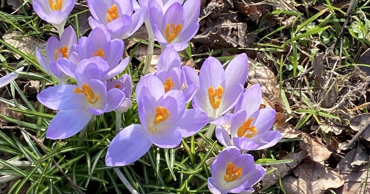 春を知らせる花｜sawa