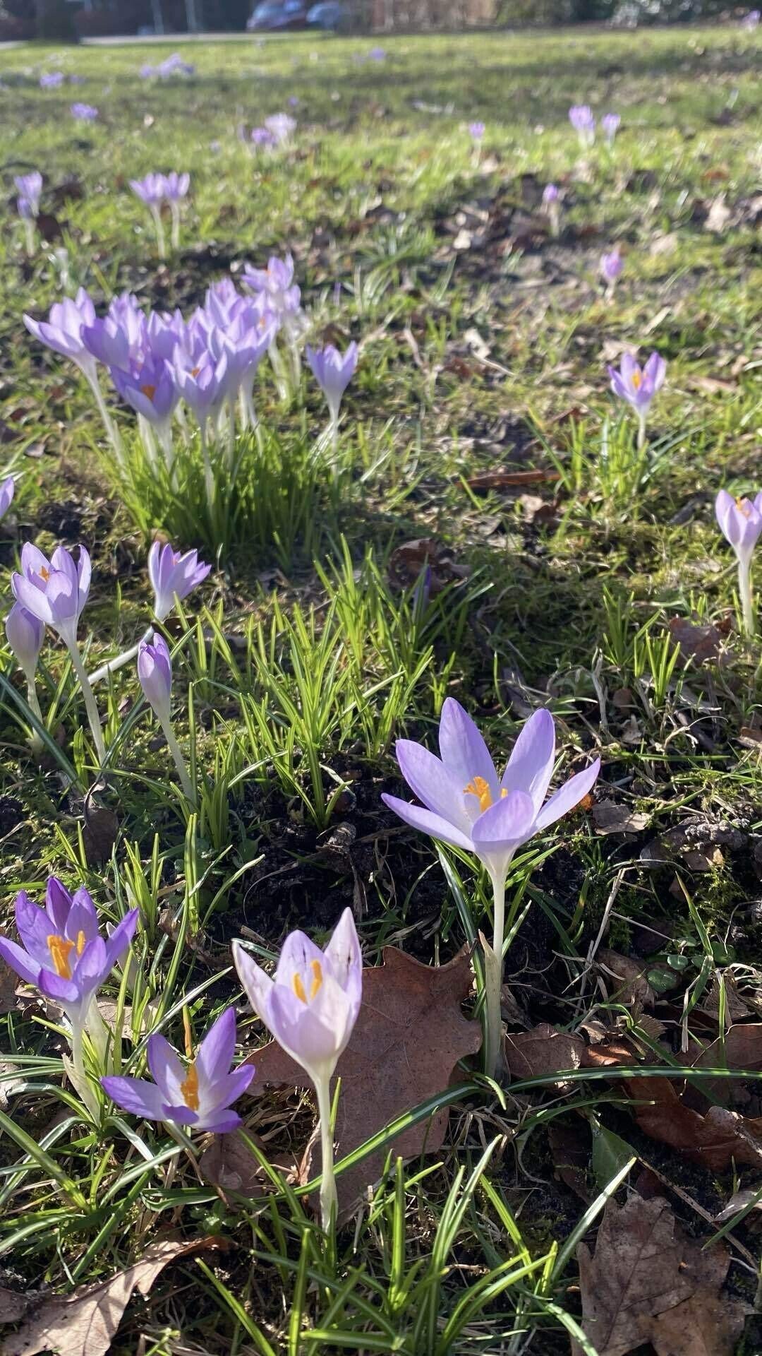 春を知らせる花｜sawa