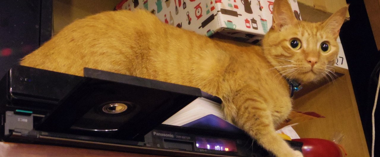 脱走にゃんこ｜mori_cats