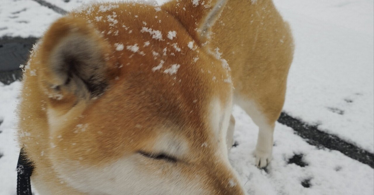 トイレは外派‼️｜ichi_coco