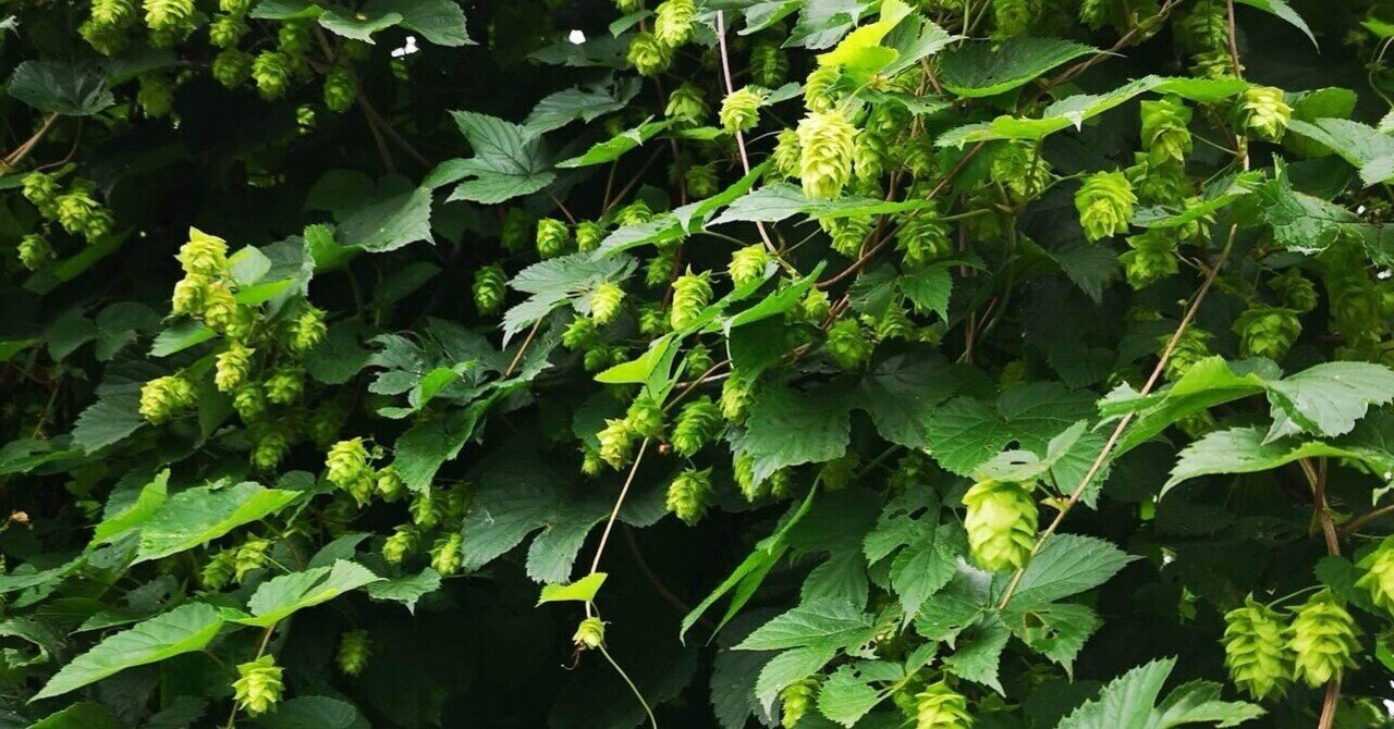 ホップソルトが出来るまで②「育てて初めて嗅いだホップの香りと、広がる世界」｜Nishio Farm