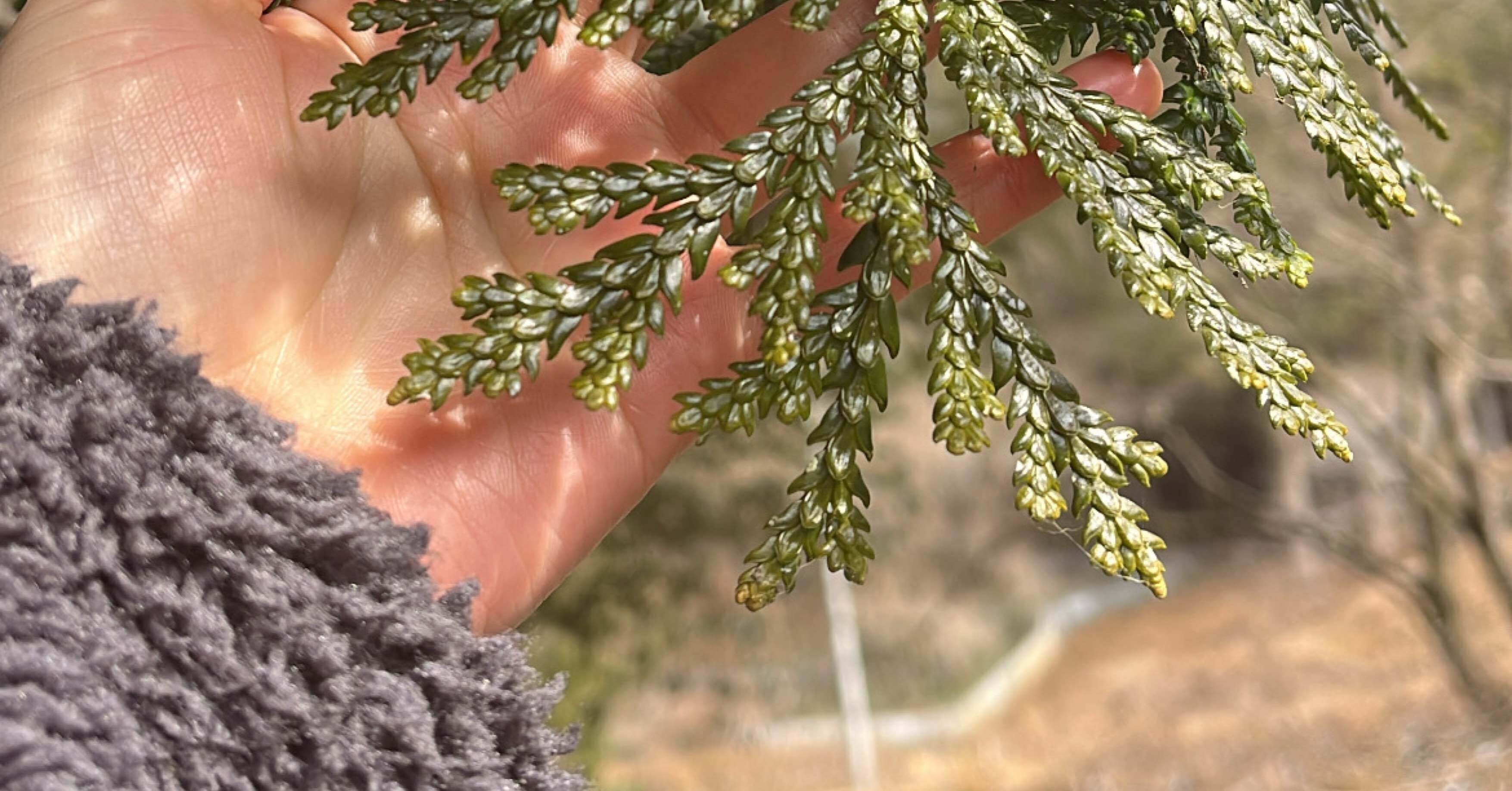 ジャーナリング ︎journaling ~すみれの気づき~｜AOKI SUMIRE ｜note