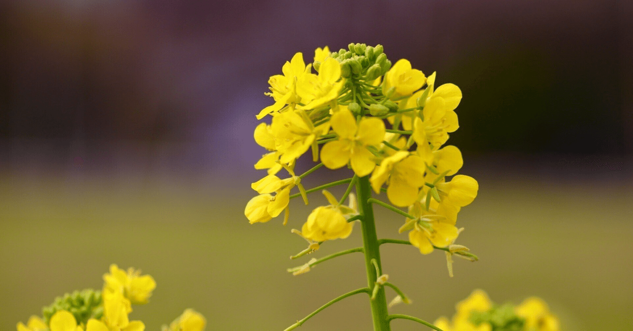 昨夏に急にはじめたblogというか記録｜yuma