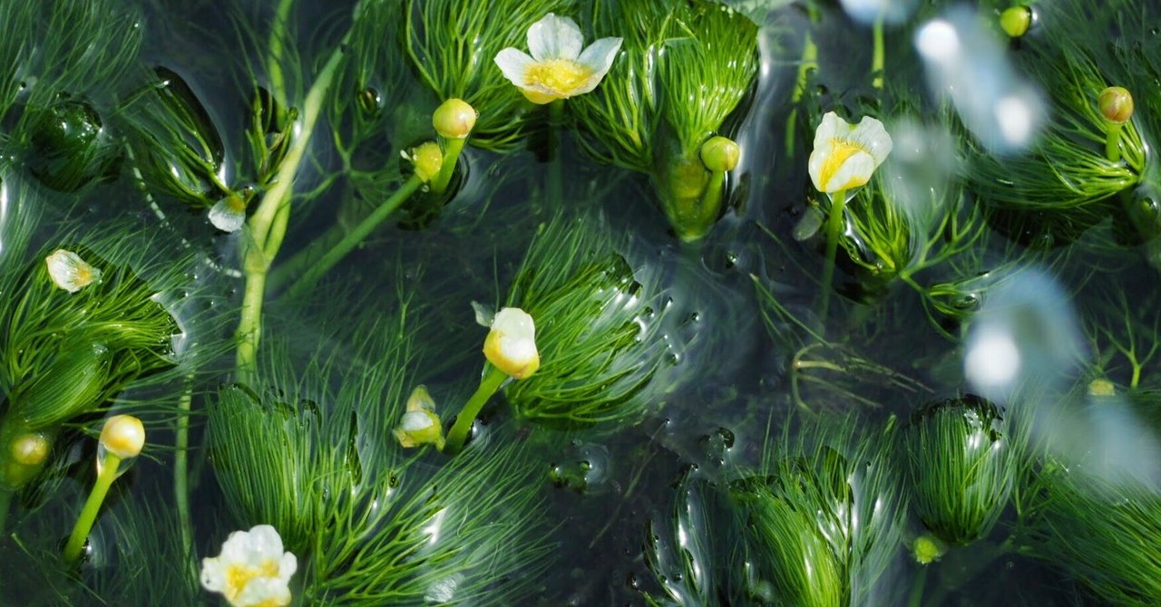 美しい自然や文化を次世代へつなぐ【＃goodな活動 NPO法人グラウンドワーク三島】｜mishima goodpass