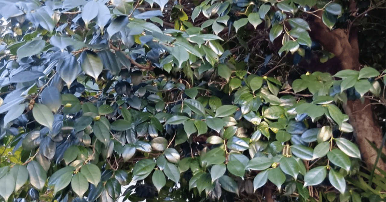 社会福祉士の専門性をインタビュー｜Hitoshi Taira