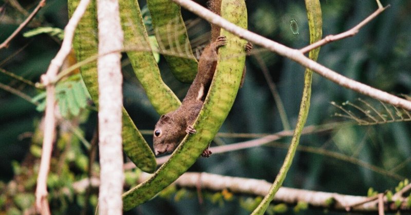 Peter November｜note