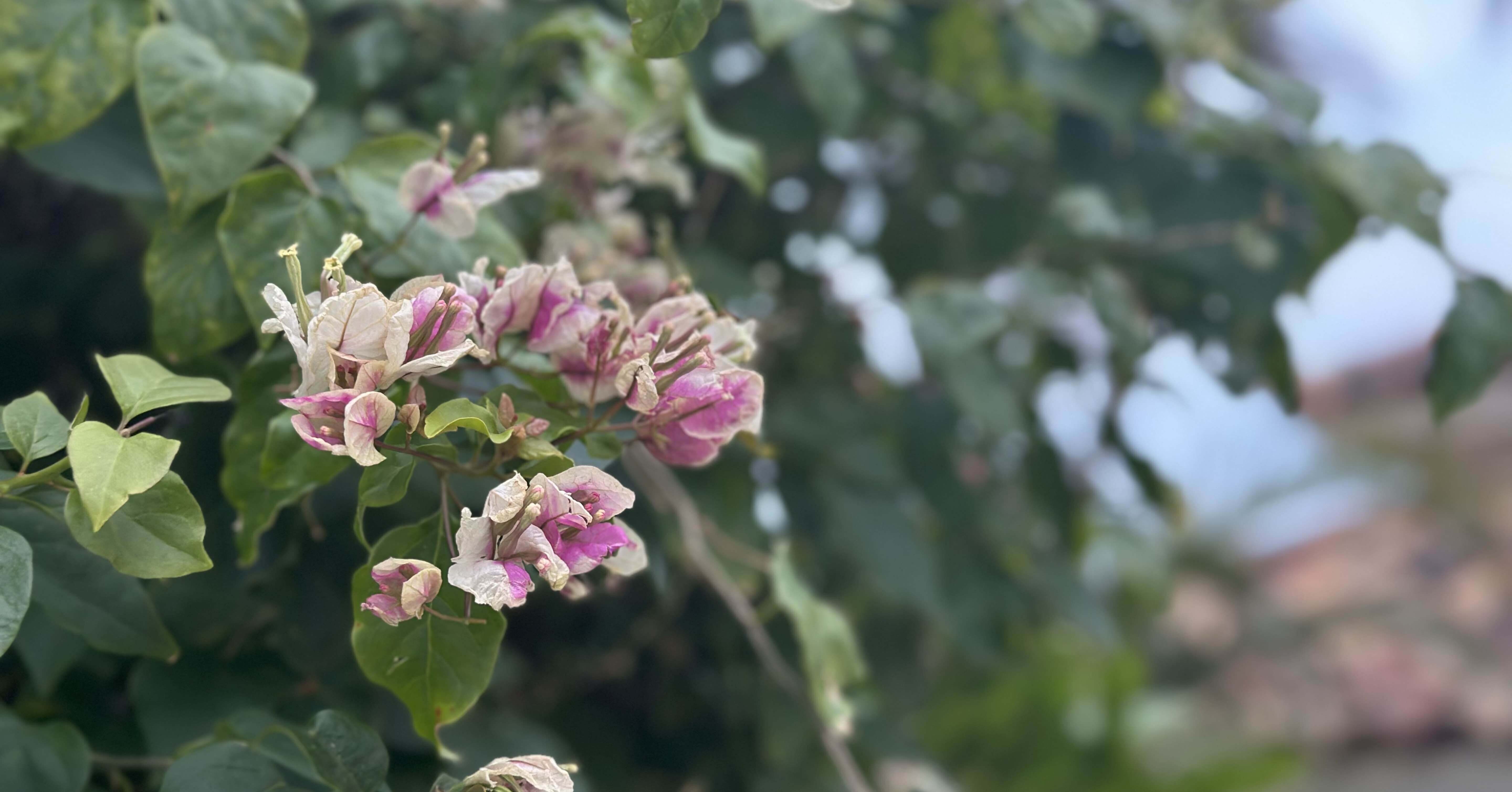 短編小説｜こゆき（koyuki）｜note