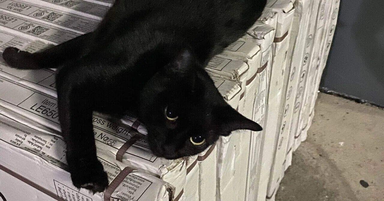 妊婦の黒ネコちゃん🐈‍⬛｜pochang