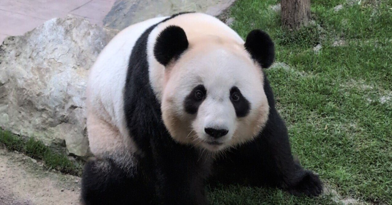 【パンダ🐼旅@和歌山】 アドベンチャーワールド 楓浜BD＋夜の静寂イベント＋中国準備(2024年11月) #2｜パンダ系🐼トラベラー ...