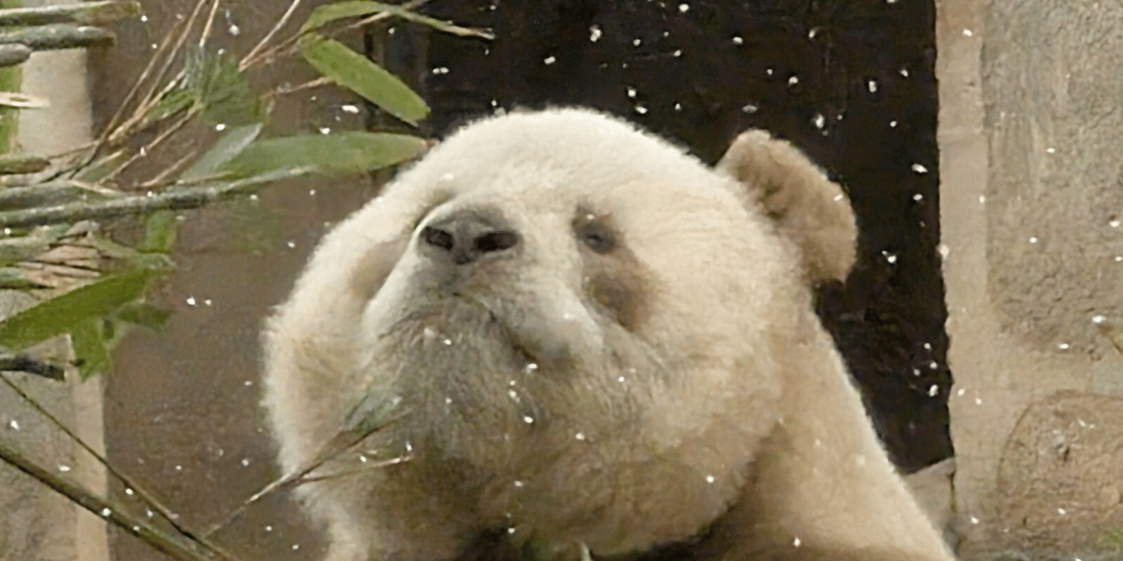 パンダ系🐼トラベラー/panda🐼traveler｜note