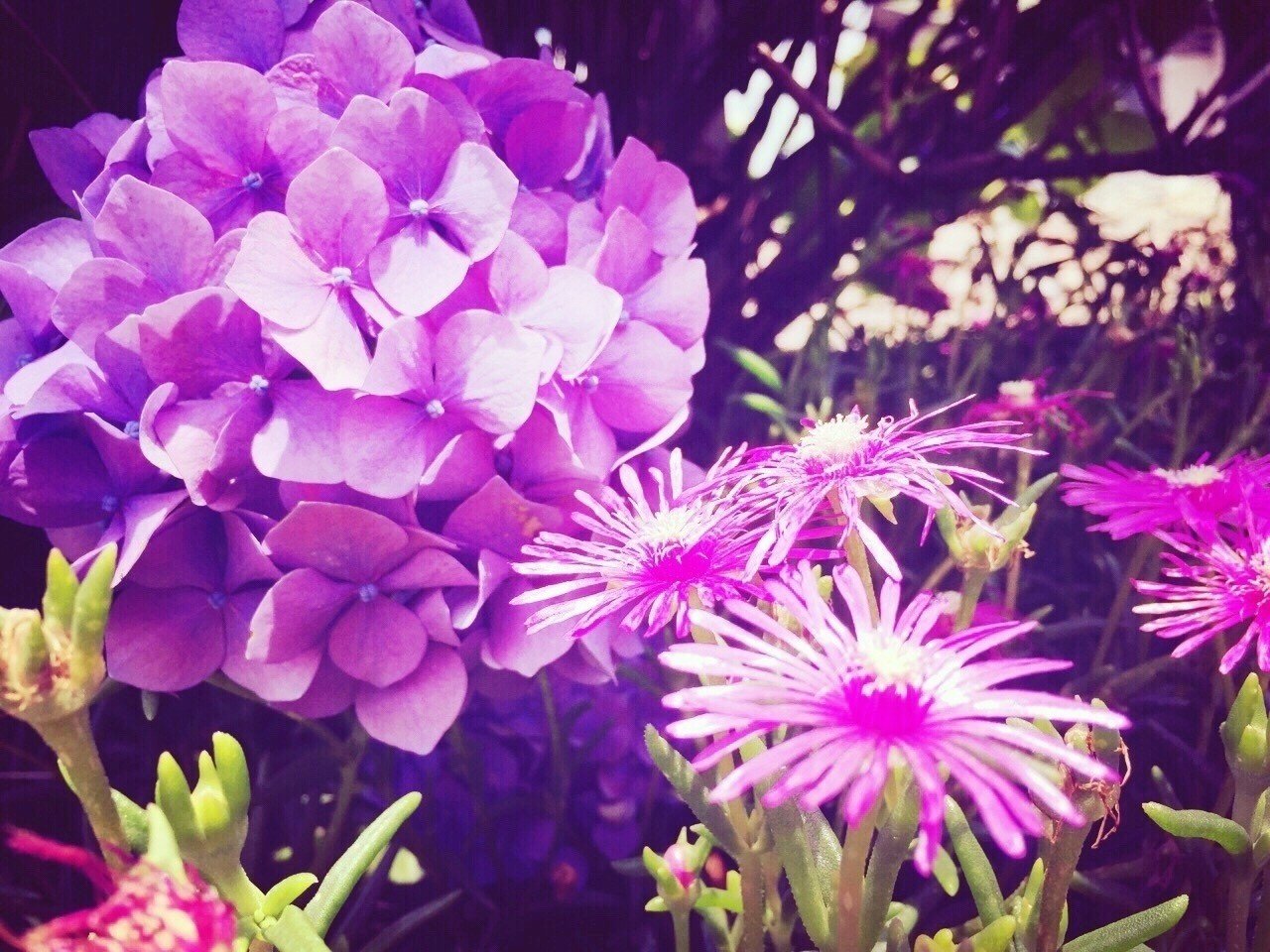 むらさきの話。｜ナリナリ(歌手)