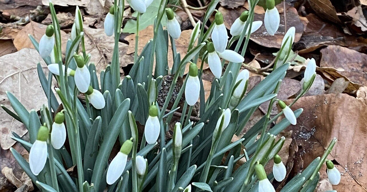 寒くても春の兆し｜sawa