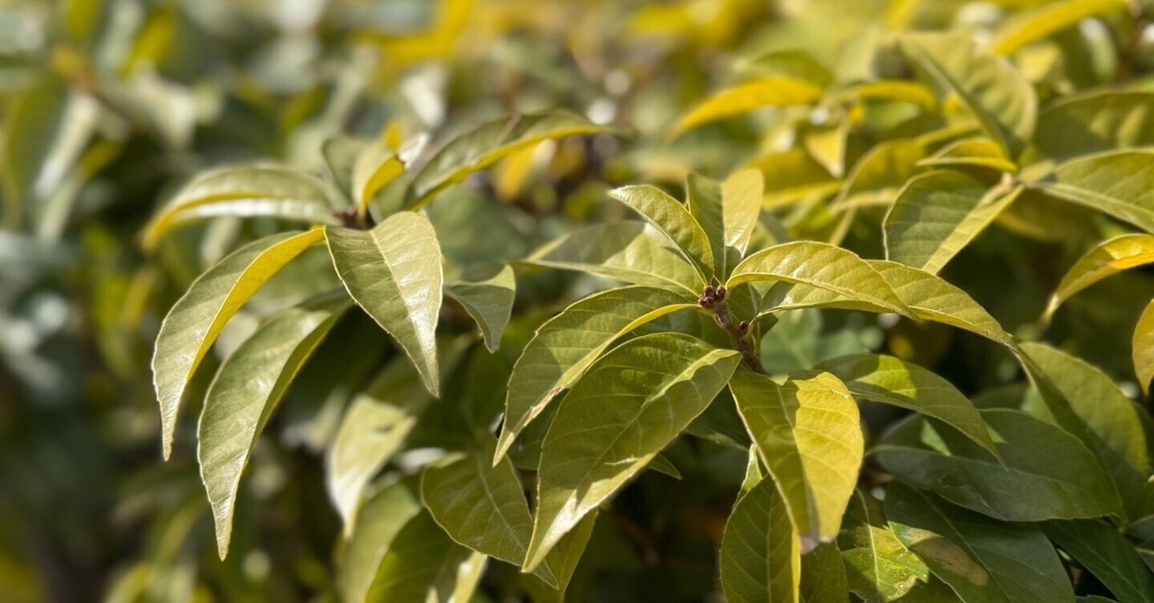 〝禅“の教えから学ぶ「手放す」ことの本質｜kanae.living philosophy