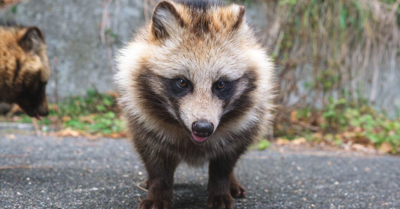 たぬきの舌ペロの写真 tanuki Phot｜yohaku_photo