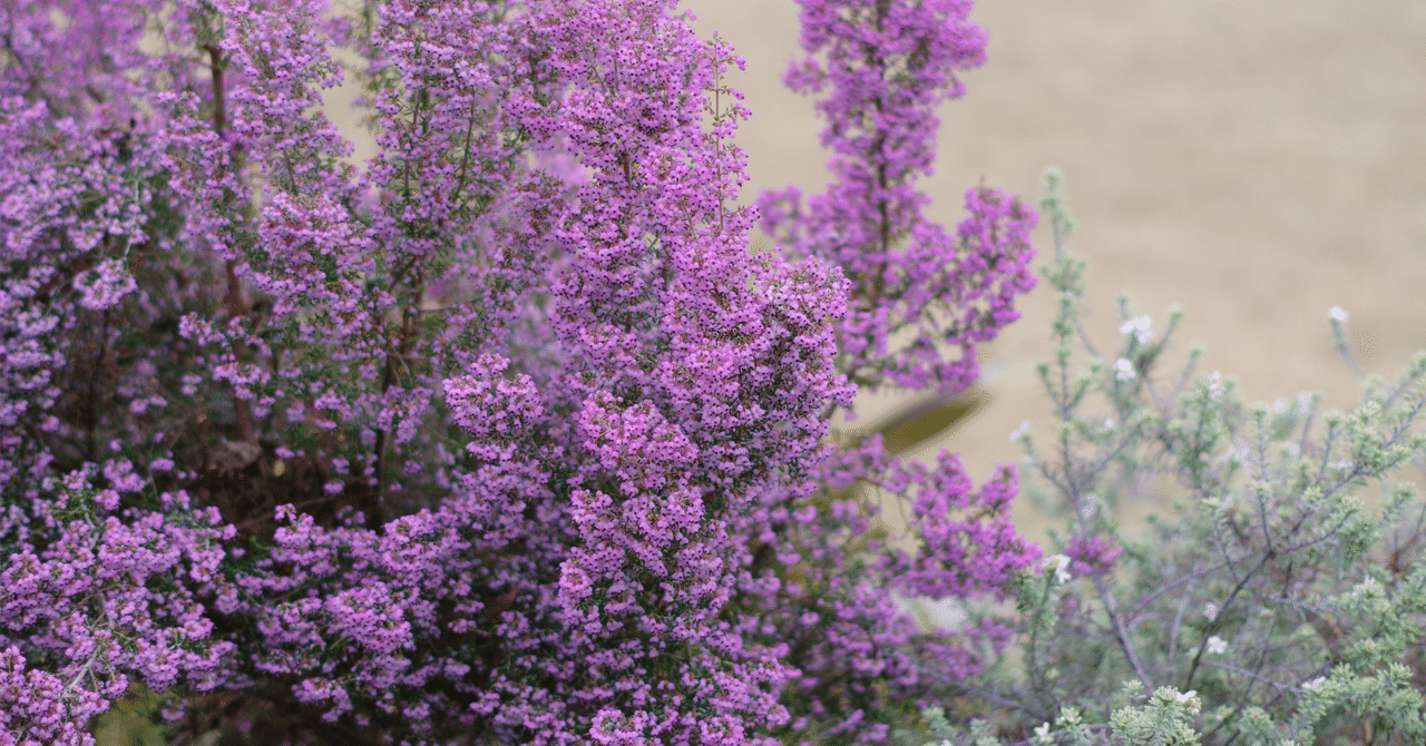音楽で振り返るもめんたりー・リリィ⑥｜Ryosuke Kojima