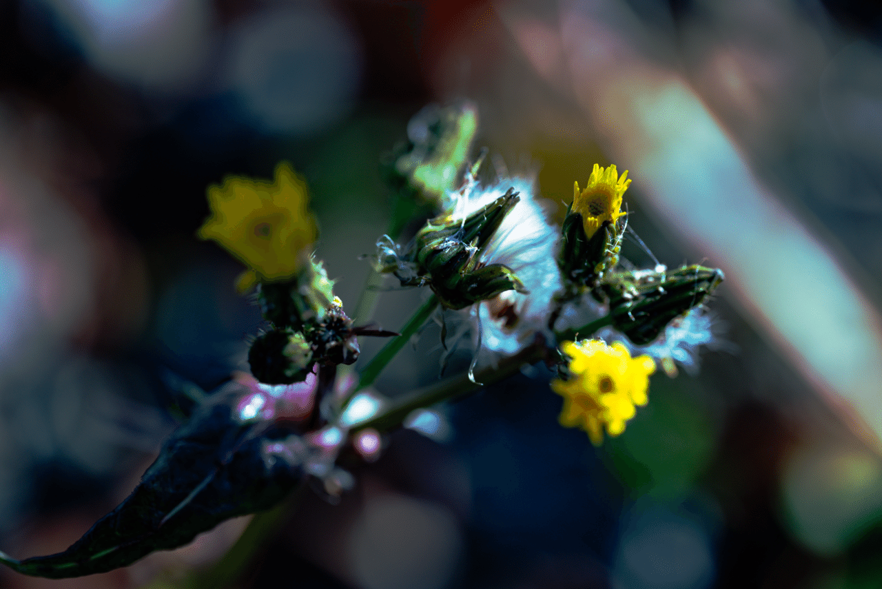 暖かいとける物なく過ぎていく短い冬の終わりが匂う ｜Shinichi Sendagi