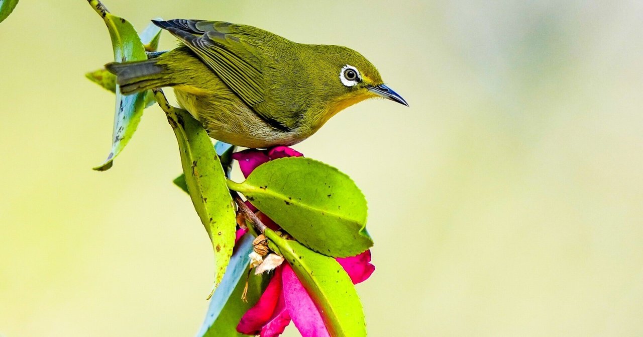 【野鳥】2月15日探鳥 2025-4｜Chacoder