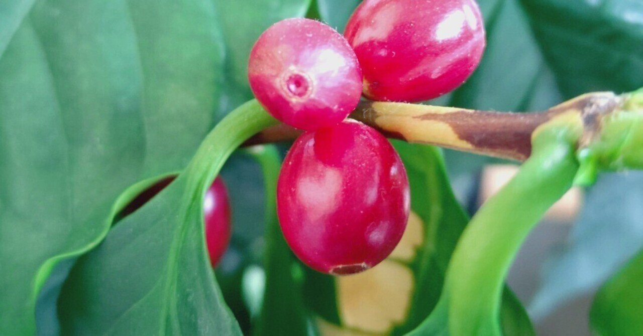 コーヒーの木｜ayano