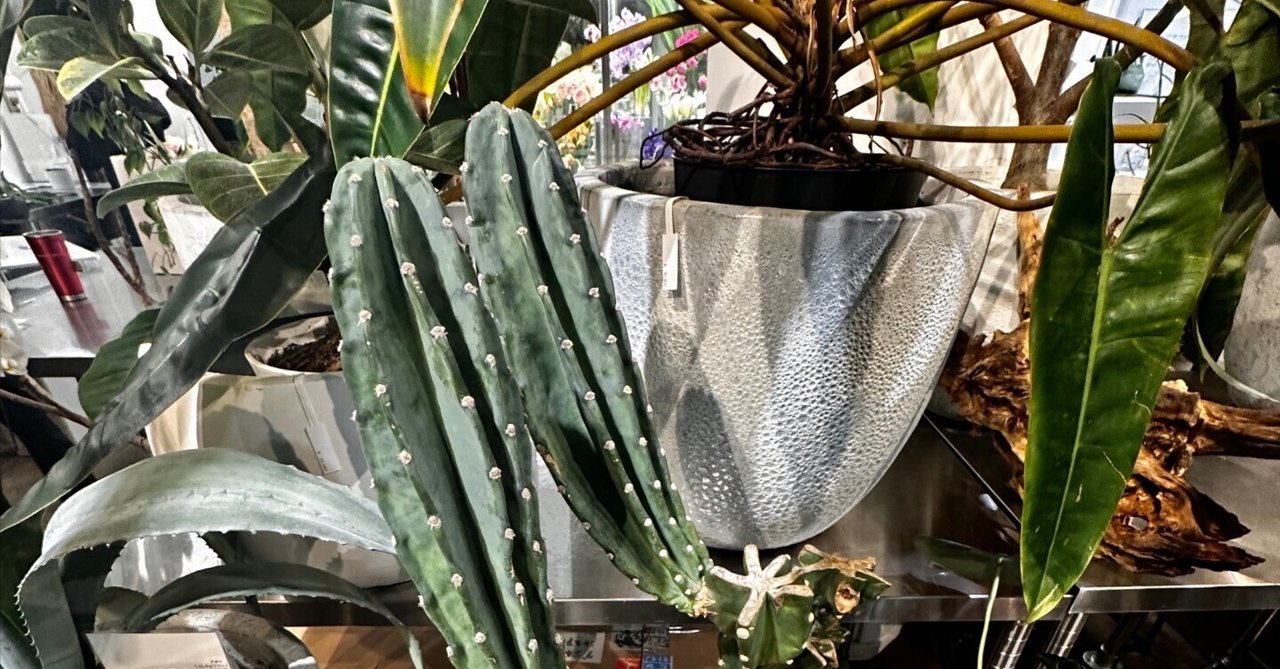 Re＋post｜公式（H.P) カメラマンアキラ🖊️：Aquira 写真家