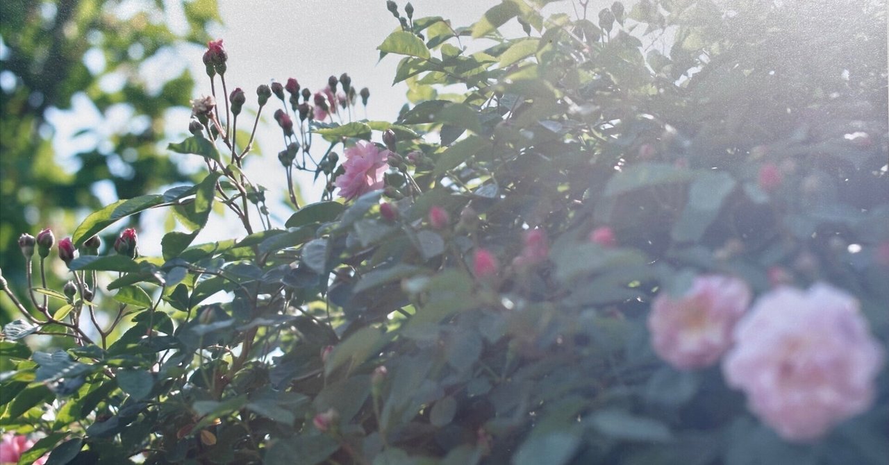 Unus pro omnibus, omnes pro uno｜Arisa Mitsui