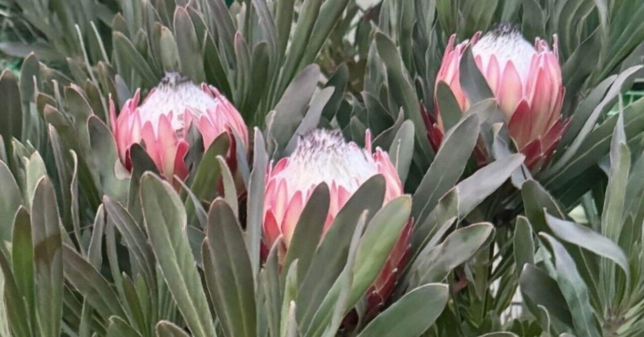 プロテアポッサムマジック｜mako＠plants