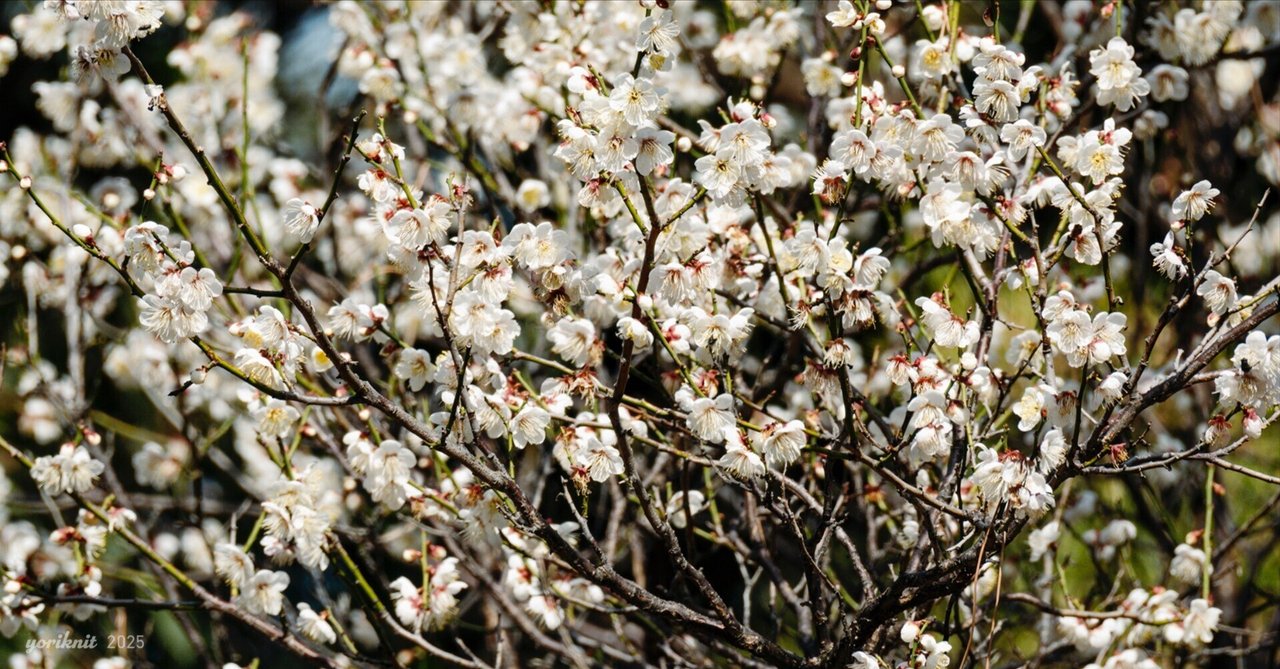 28-400でスナップ。 ｜ Nikon Z50II｜yoriknit