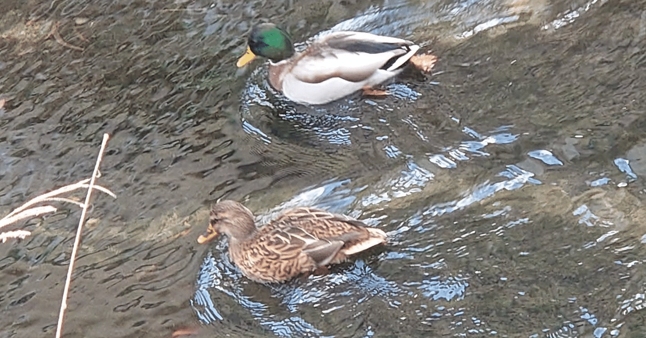 140字小説 『かもしれない弁天』 #毎週ショートショートnote【それもまた愛編】｜193