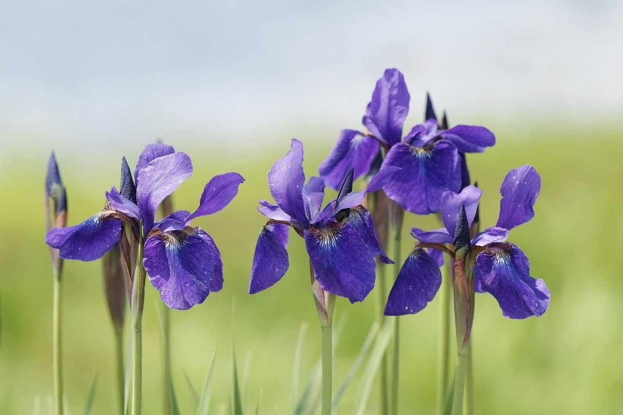 あやめ園にて｜INOUE Tomohiro