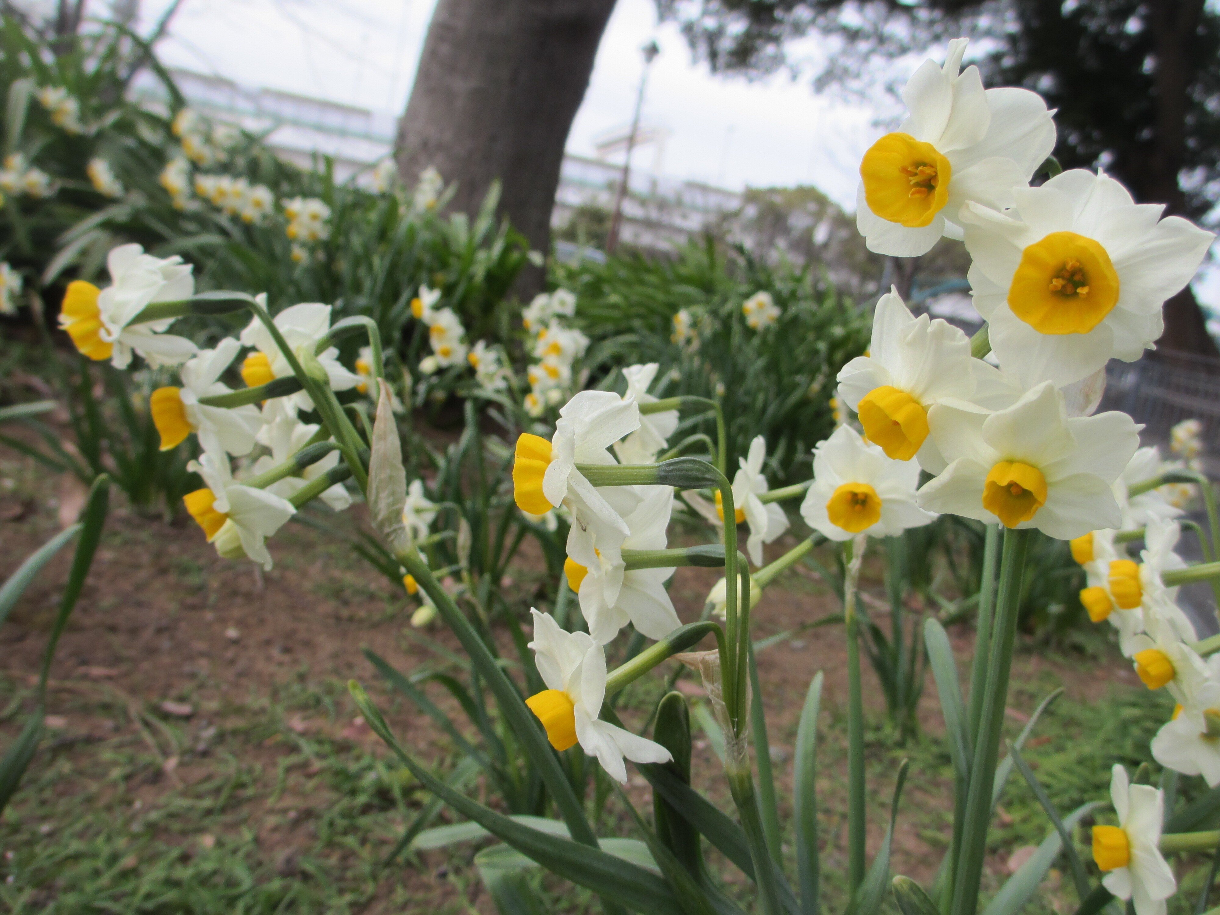 1686回目 2月17日（月）昨日見た花たち｜市川裕子