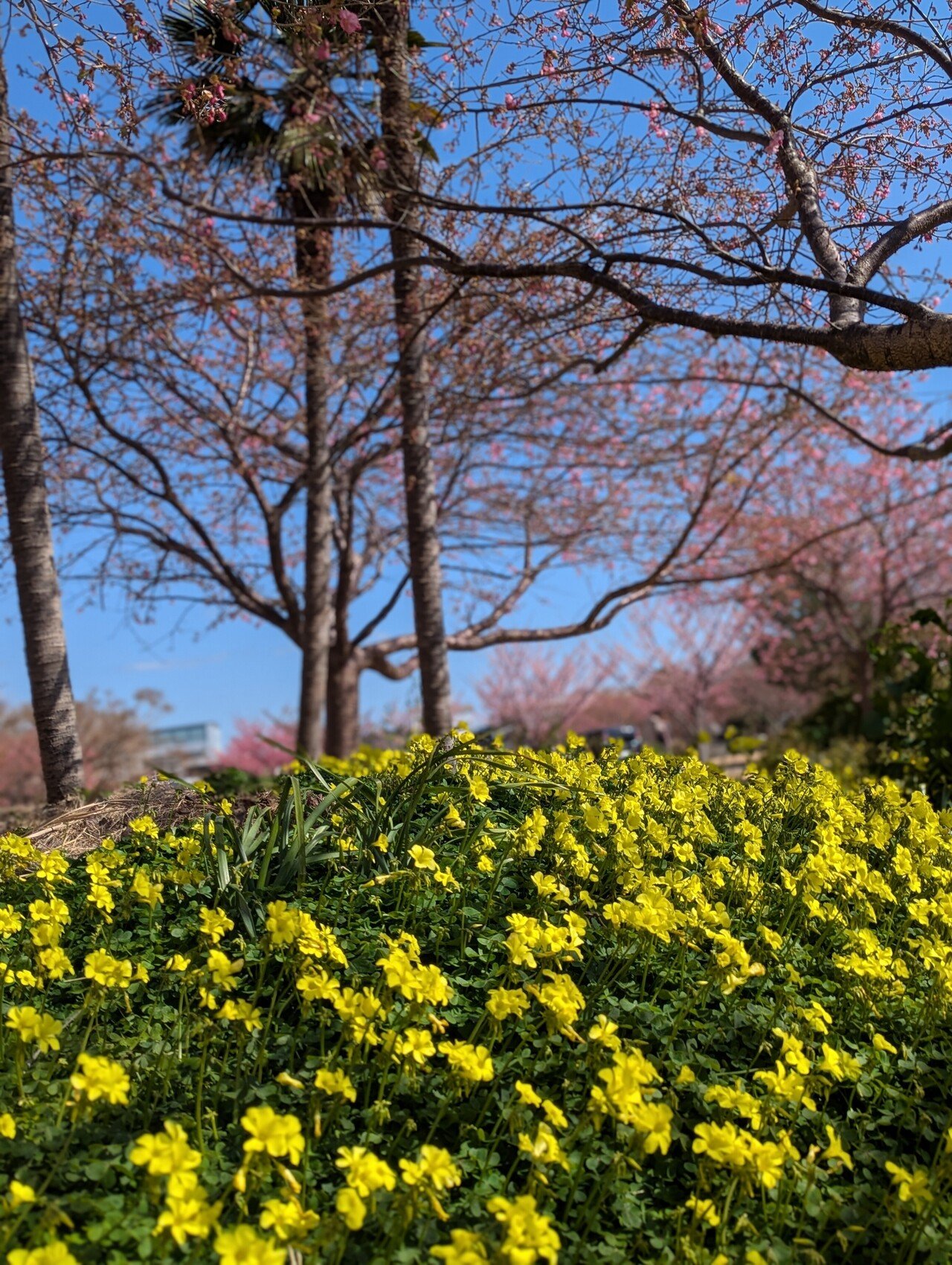 【9.3】毎日note葛藤しながら楽しんでいます。今は仕事のことにややベクトルは向いててあまり休みはとってませんが3月までに2回は休みます。後期の資料作ります。後通信制大学の試験頑張ります。｜NPSV