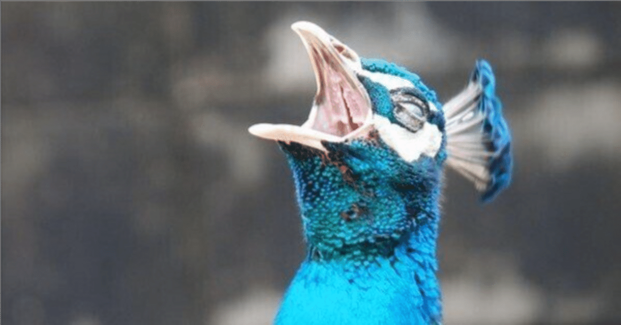 言えた！わたし。｜ruming