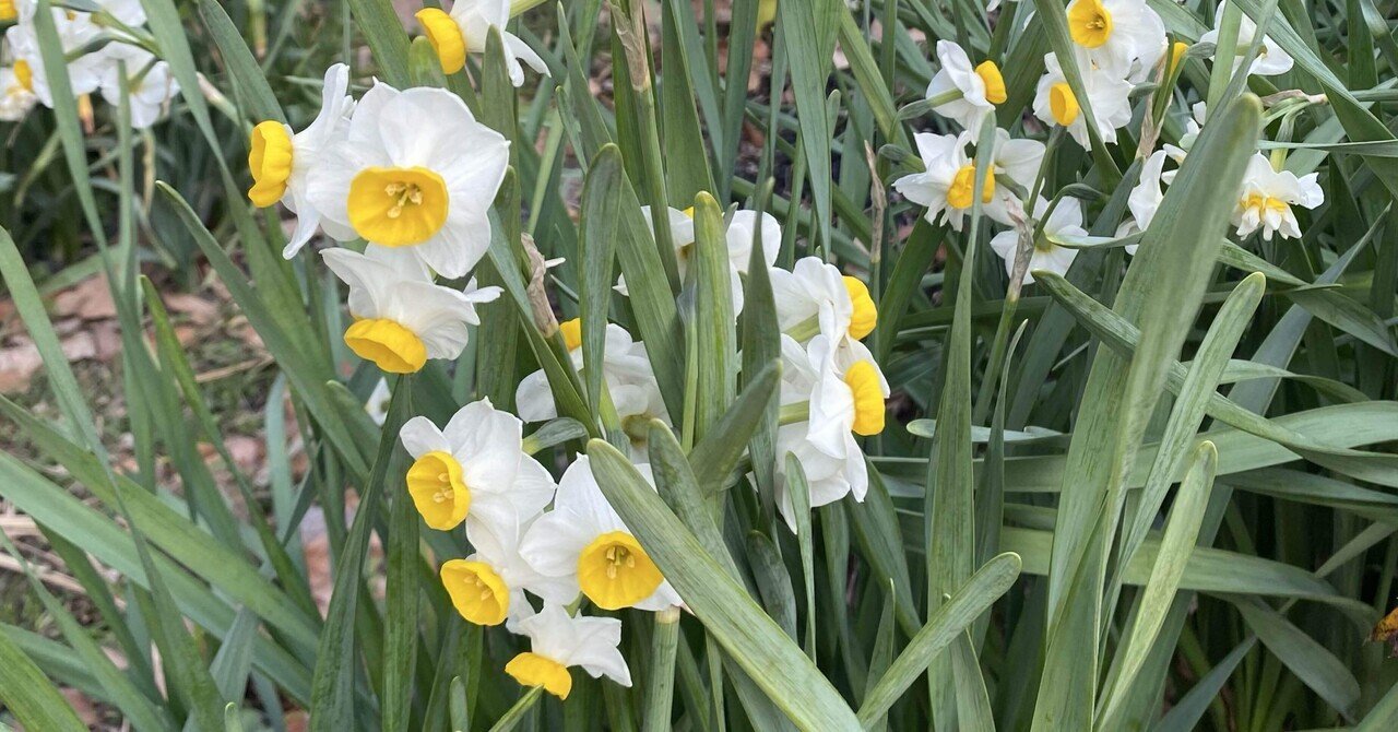 日本水仙花盛り｜之哲／Yuki Satoru